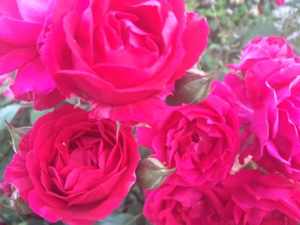 Old-Fashioned Rose Liqueur - Abruzzissimo Magazine – All About Abruzzo